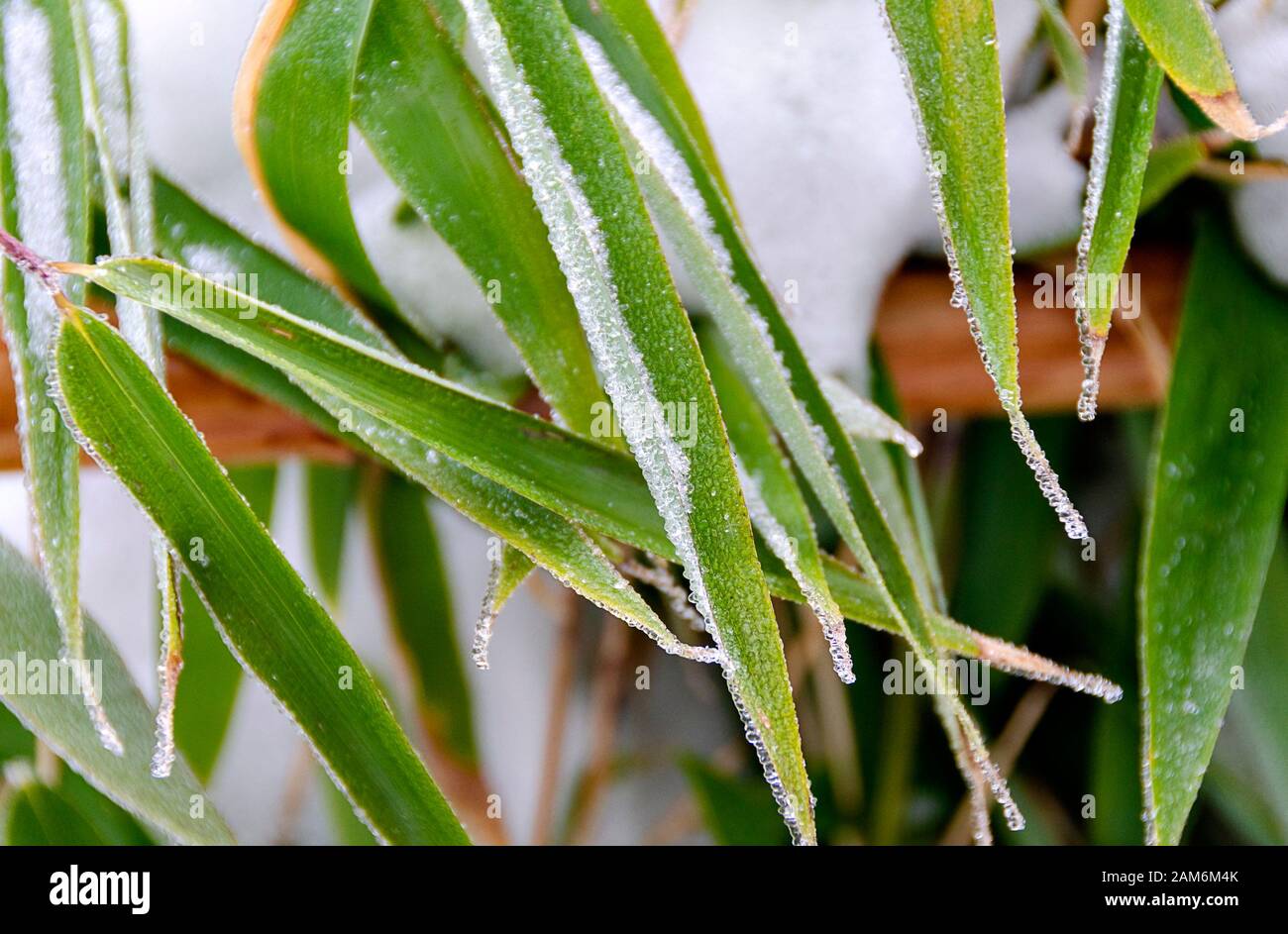 Bamboo winter hi-res stock photography and images - Alamy