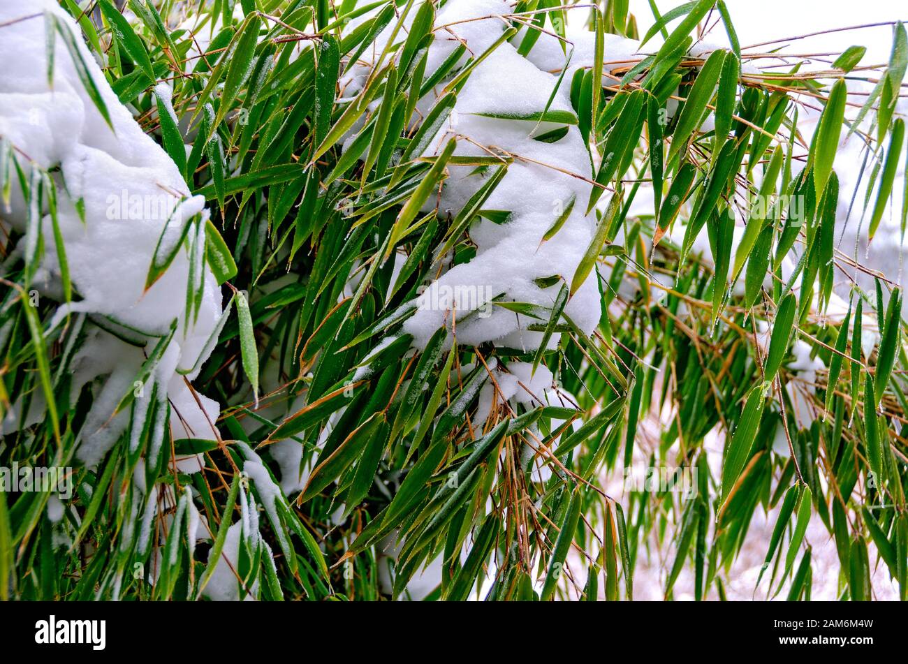 Snow on bamboo hi-res stock photography and images - Alamy
