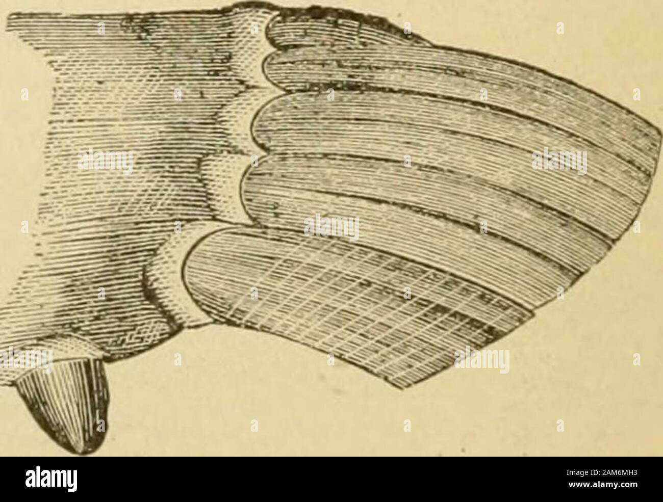 Horse teeth diagram hi-res stock photography and images - Alamy