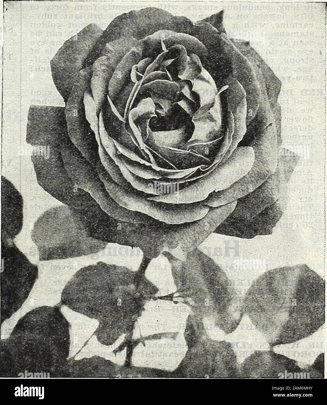 Piganeau hi-res stock photography and images - Alamy