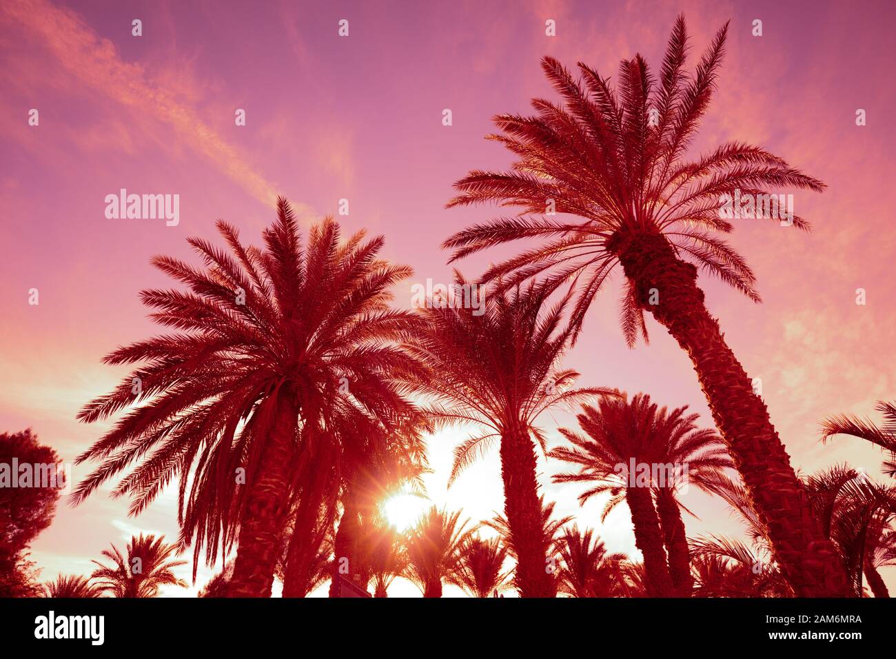 Palm trees against the sunset sky. Tropical nature background. Palm trees bottom view Stock ...