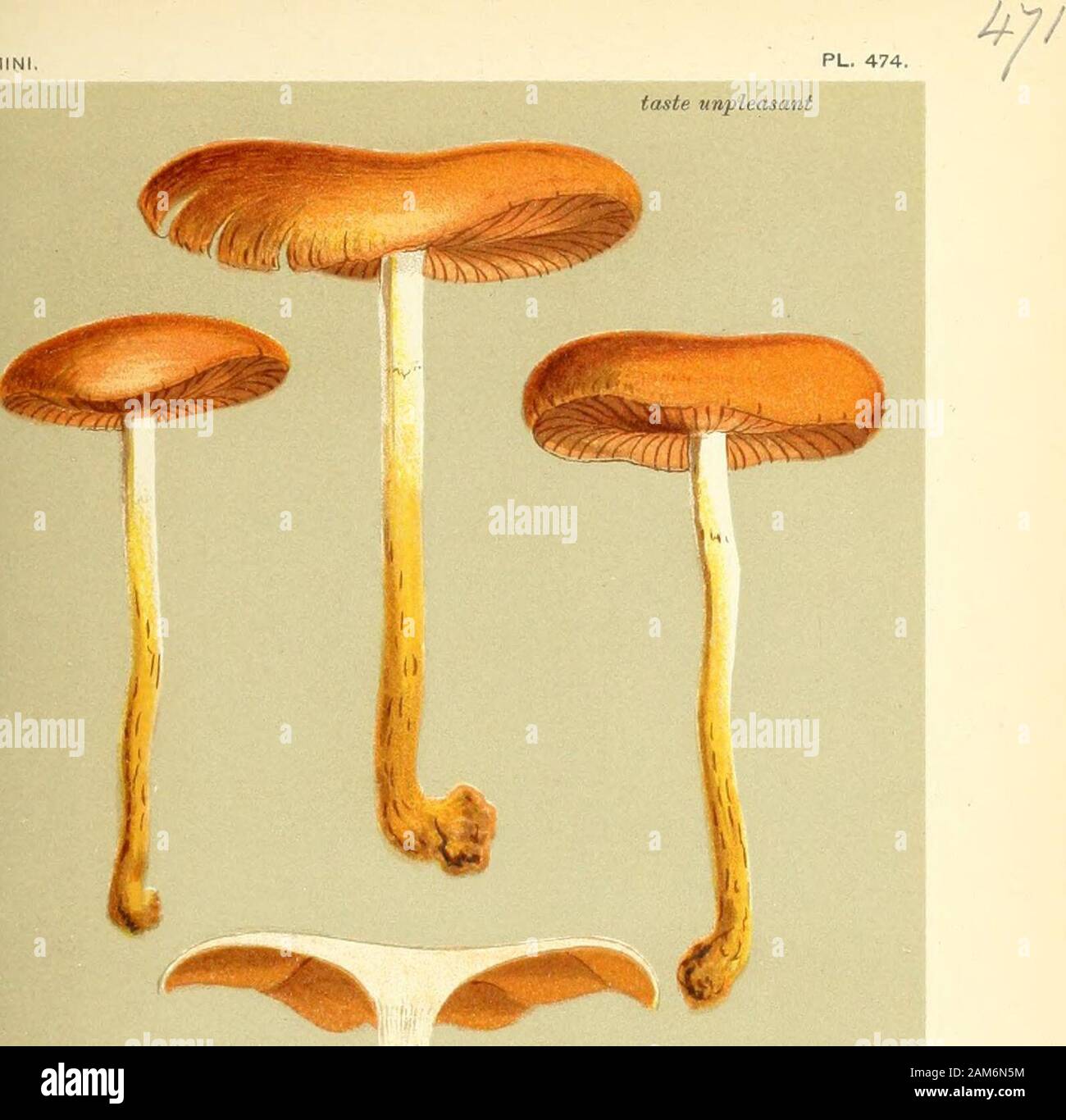 Illustrations of british fungi hymenomycetes hi-res stock photography ...