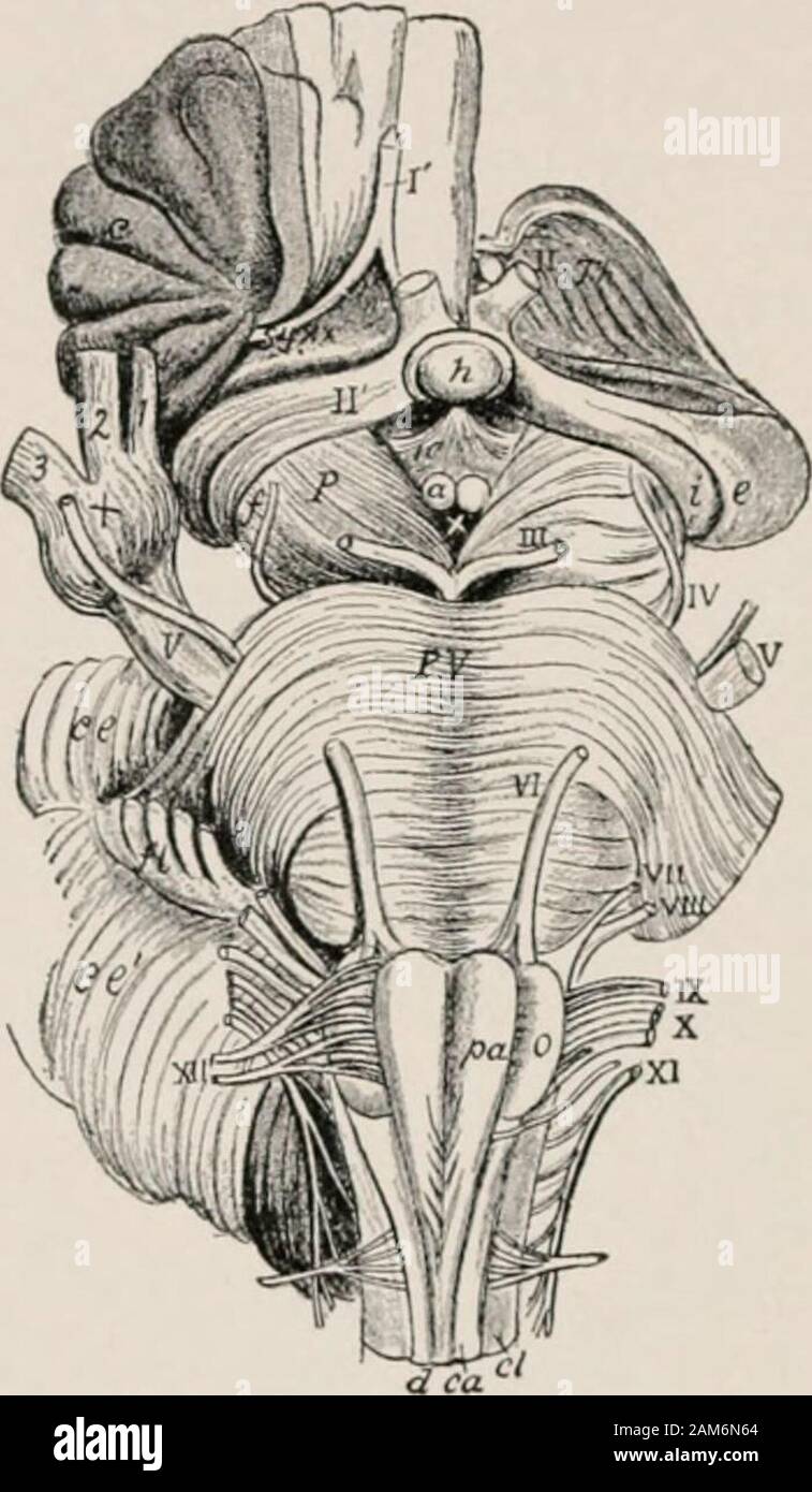 The nervous system and its conservation . Medulla. Oblon^aCa Fig. 13 ...