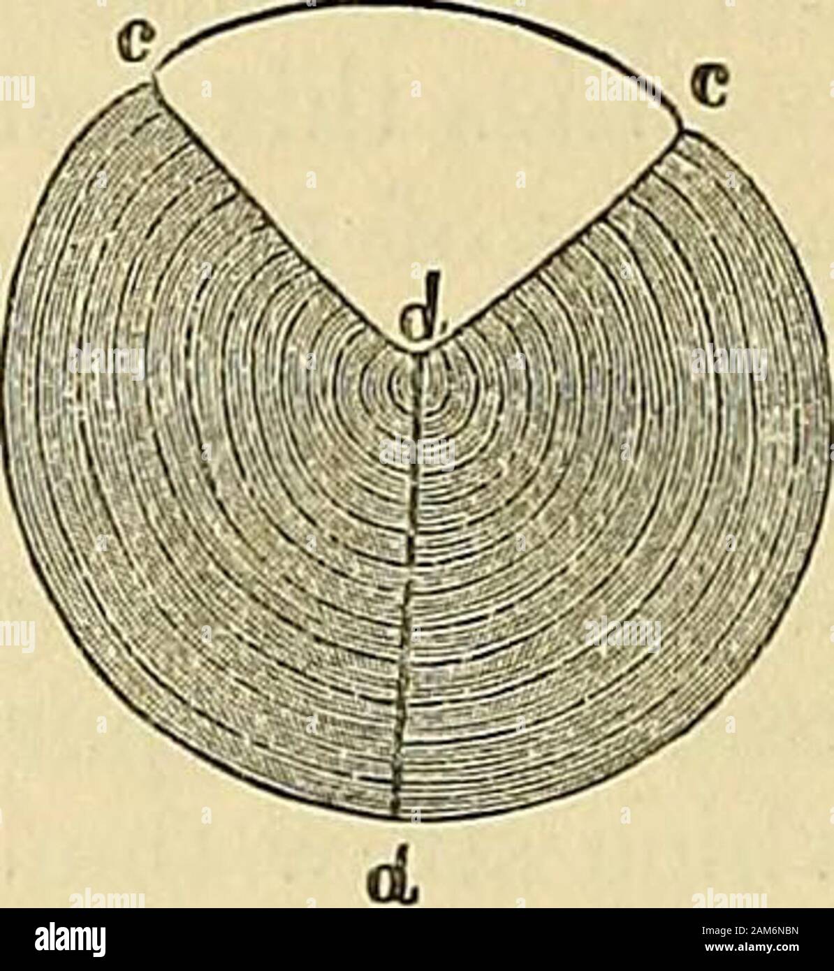 Phyllopod hi-res stock photography and images - Alamy