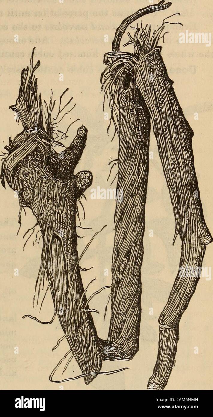 Pharmacopoeia uses hi-res stock photography and images - Alamy