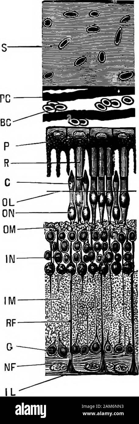 Choroid Histology