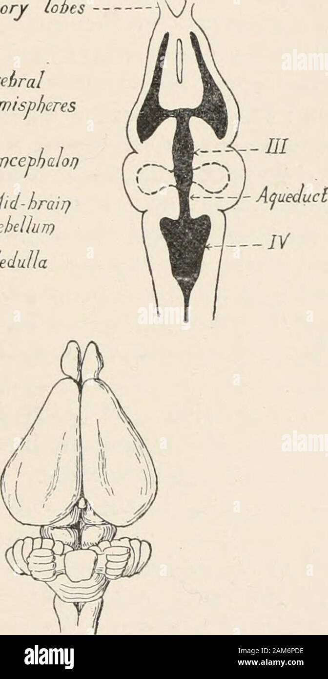 Higher frogs hi-res stock photography and images - Alamy