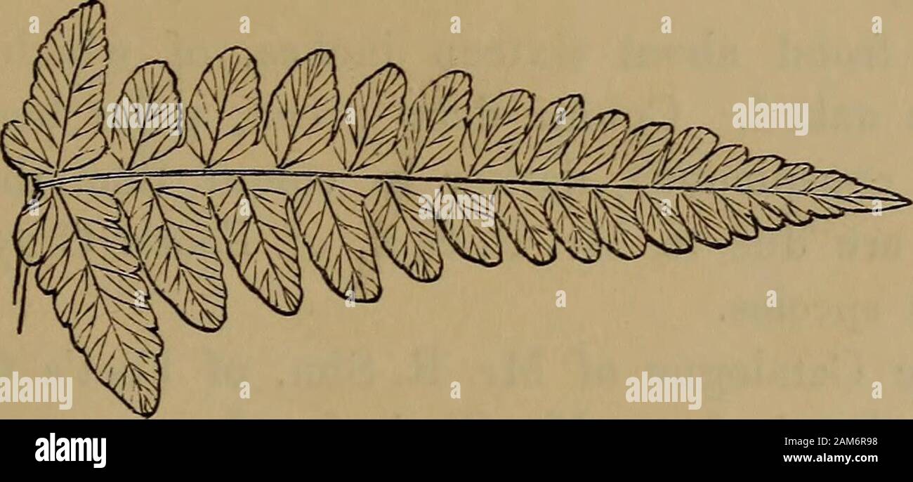 Apex acuminate hi-res stock photography and images - Alamy