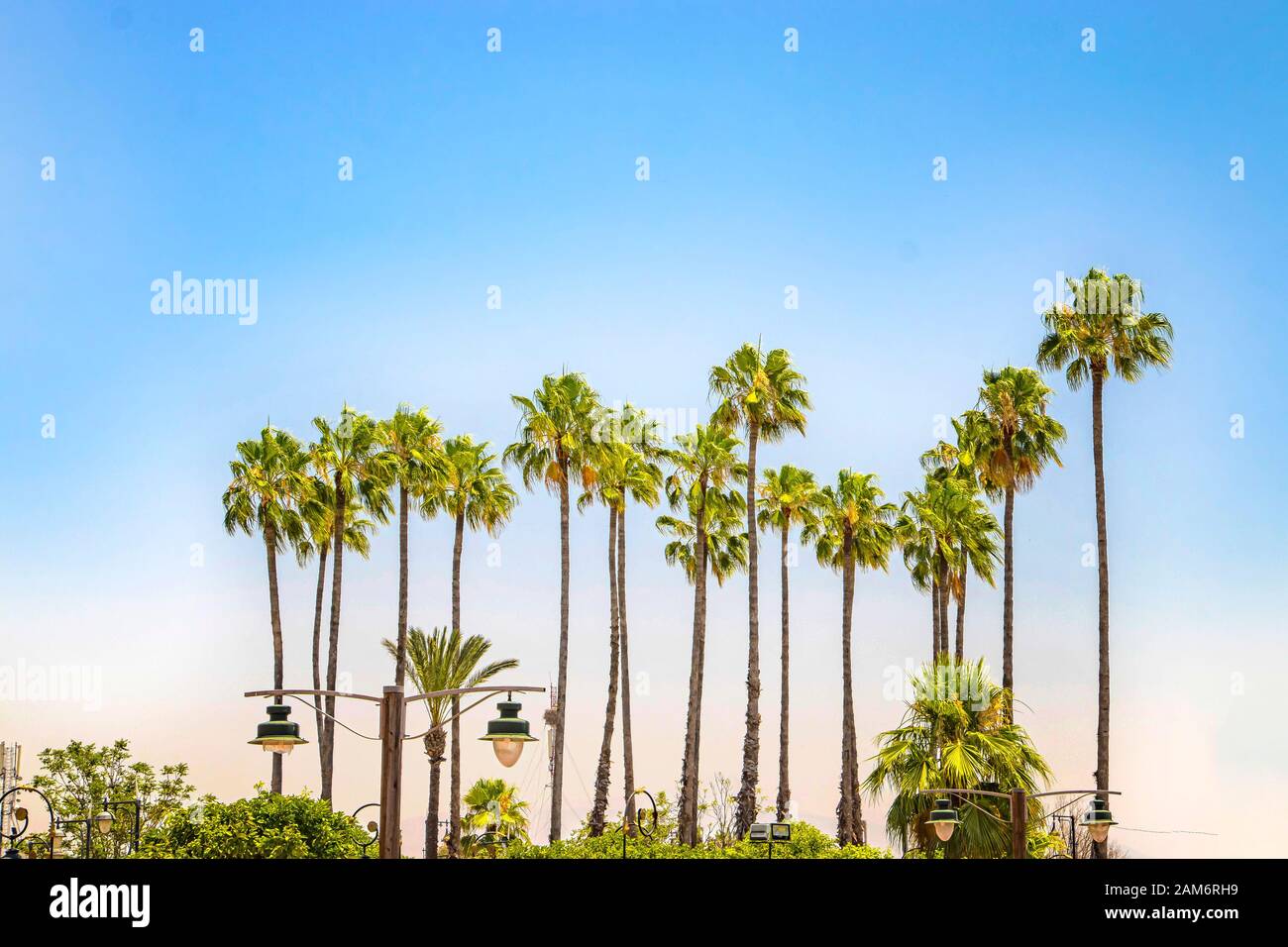 Palm Trees In Morocco High Resolution Stock Photography and Images - Alamy