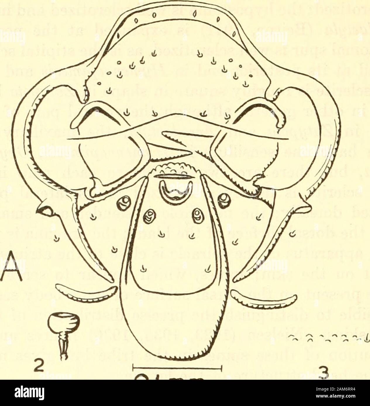 Proceedings of the United States National Museum . ial area Zatypota ...