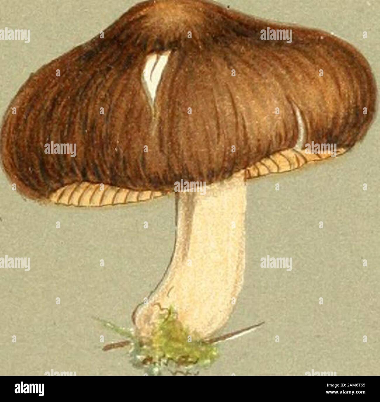 Illustrations of british fungi hymenomycetes atlas handbook of b hi-res ...