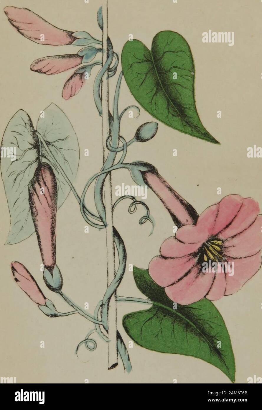 The family flora and materia medica botanica: containing the botanical ...
