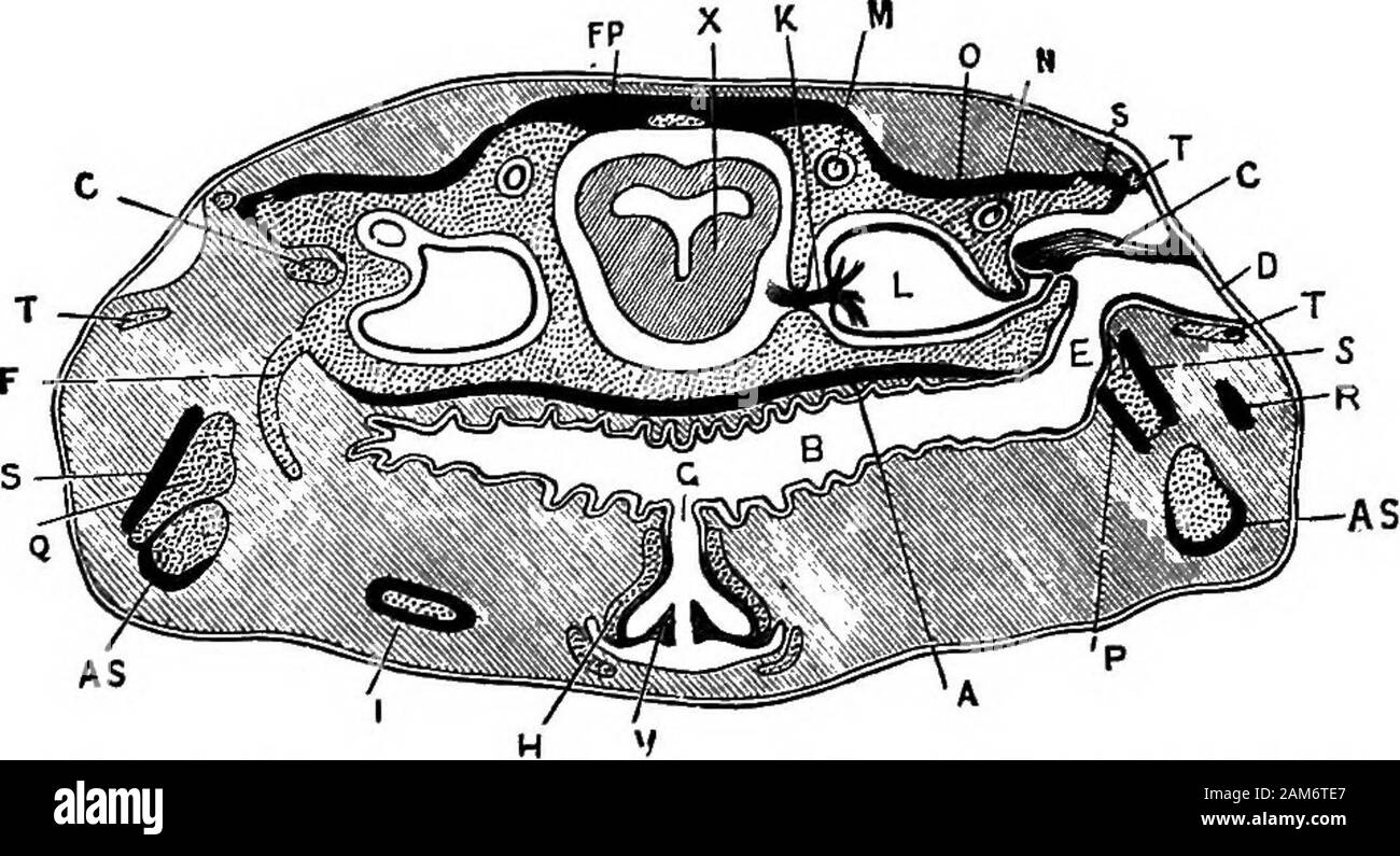 The frog: an introduction to anatomy, histology, and embryology . most ...