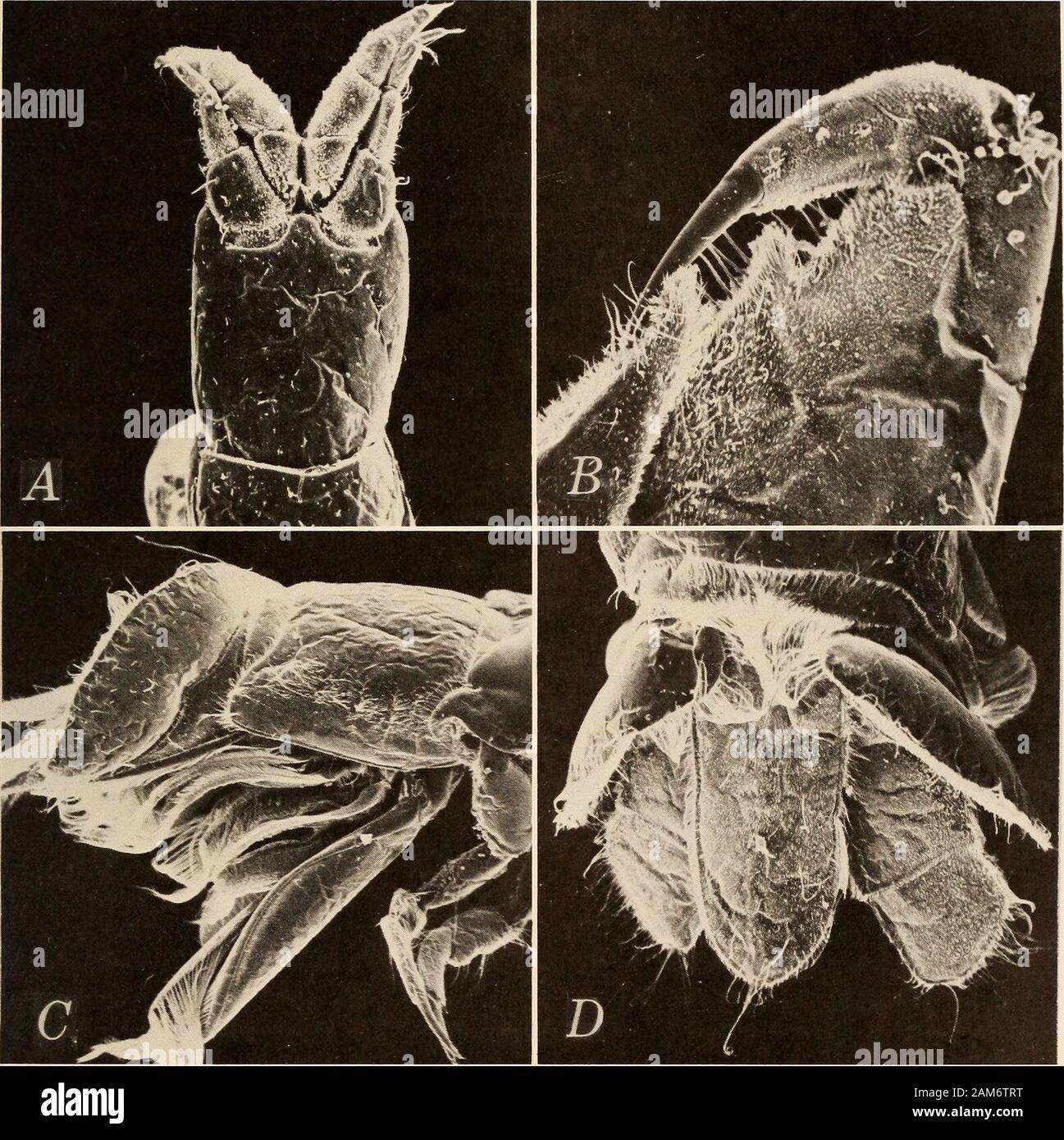 6 sided die hi-res stock photography and images - Alamy