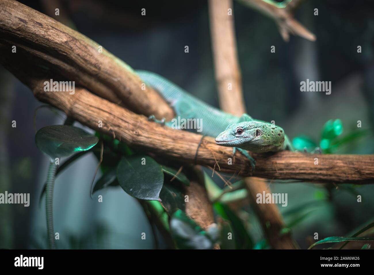 Cute Lizard Pets