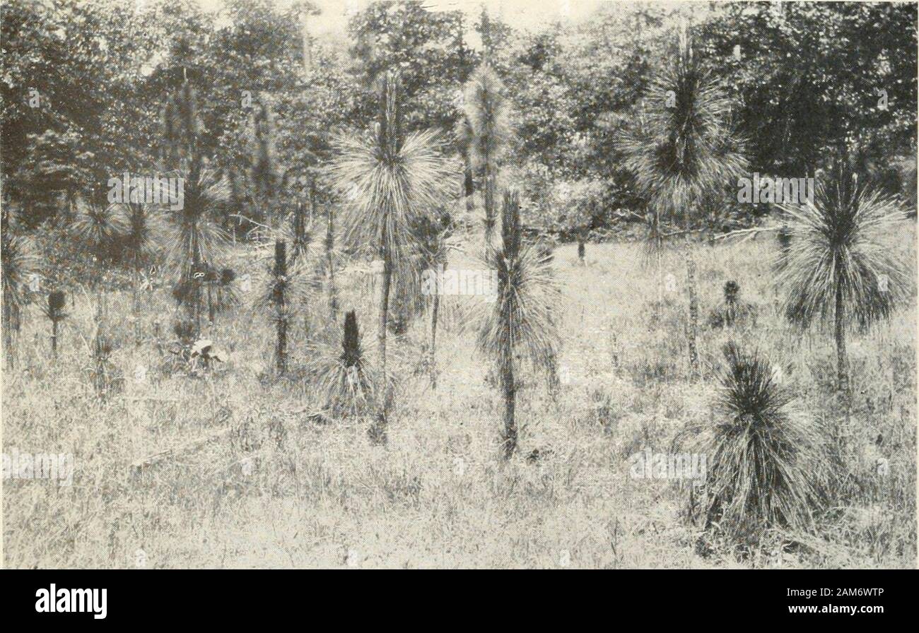 Forestry quarterly . Figure 1. Seven-year-old Longleaf pine seedlings ...