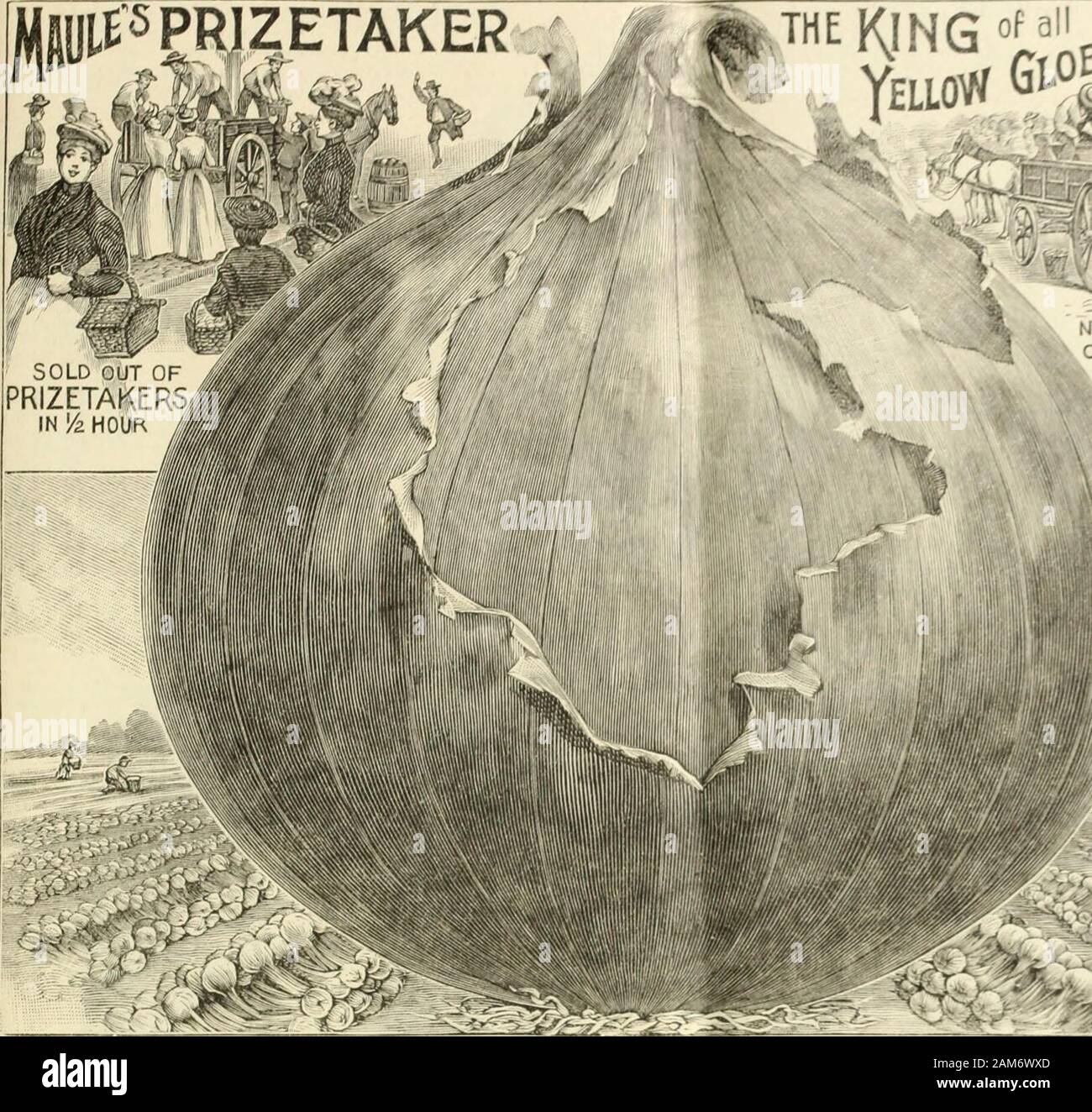 Giant cracker hi-res stock photography and images - Alamy