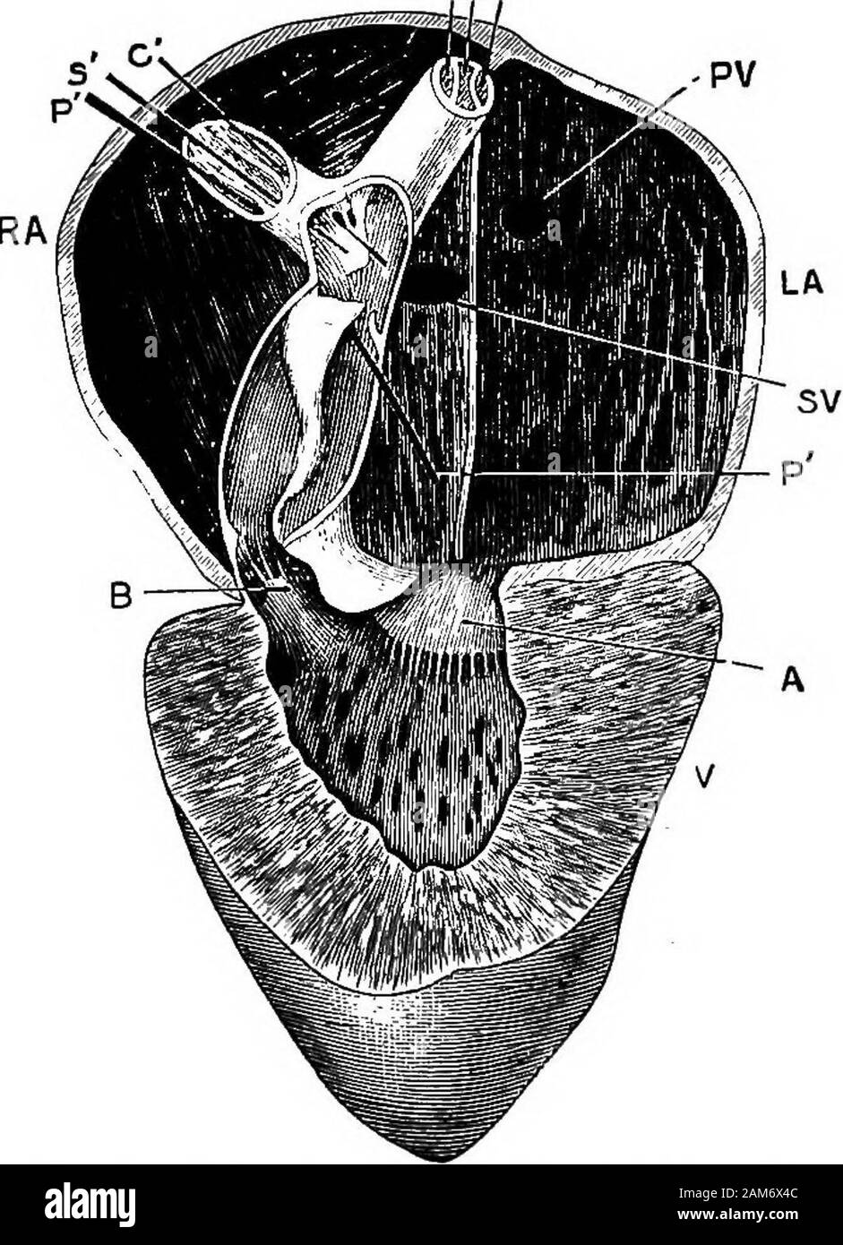 Frog Dissection Heart
