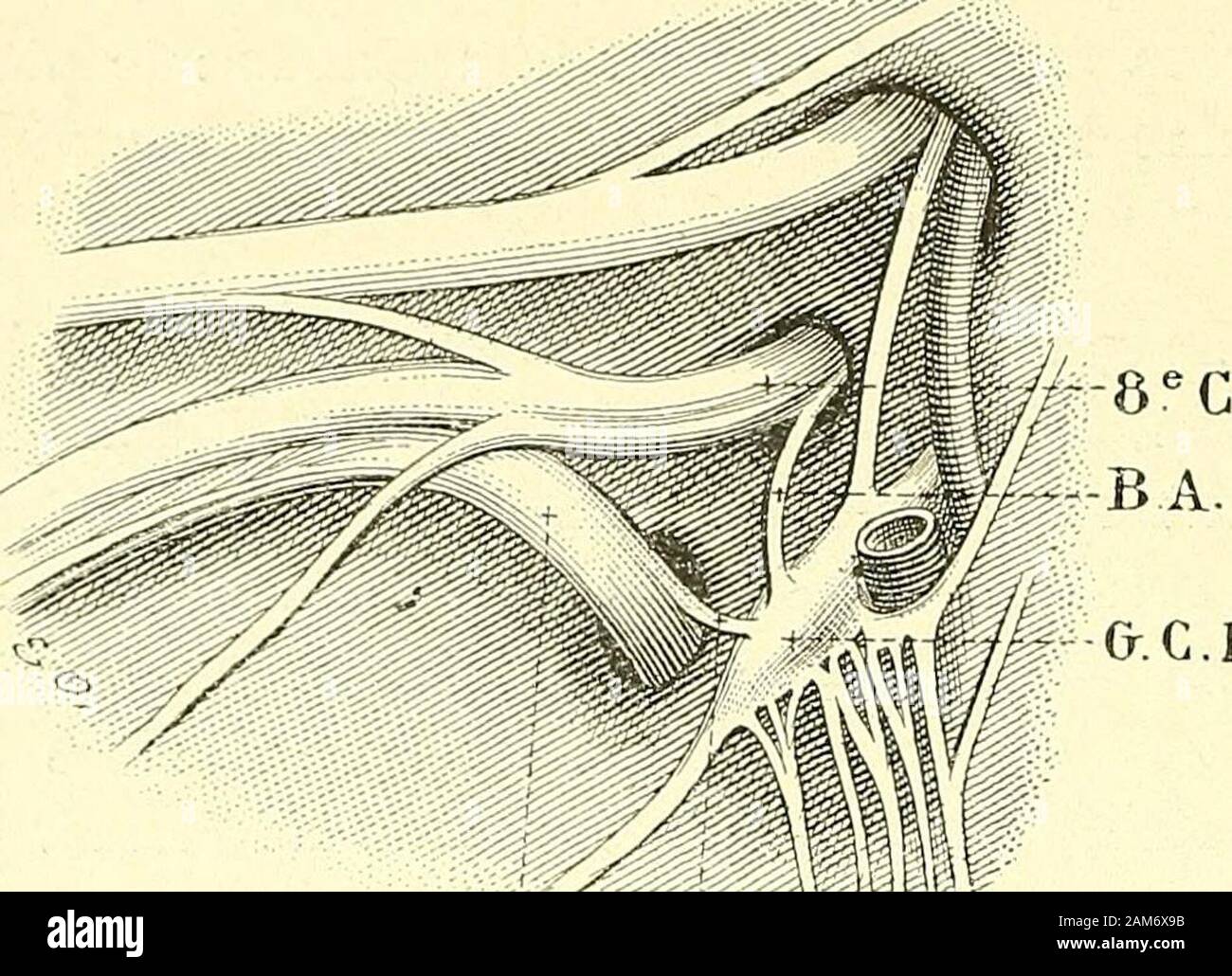 Les nerfs cervicaux hi-res stock photography and images - Alamy