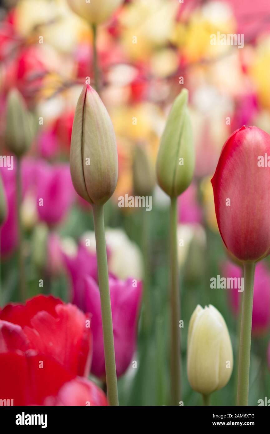Outstanding colorful tulip flower buds bloom in the spring garden Stock ...