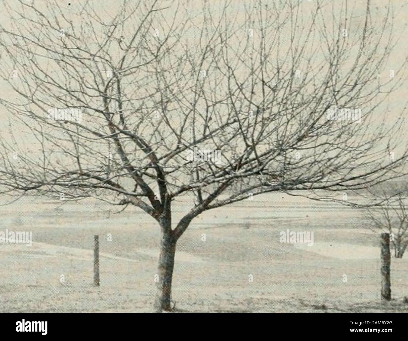 Shortened 12 inches hi-res stock photography and images - Alamy