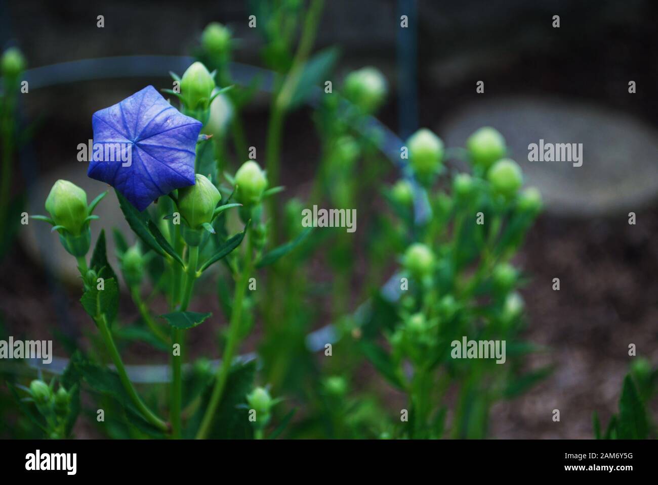 close up of a blue platycodon grandifloras aka balloon flower in the ...