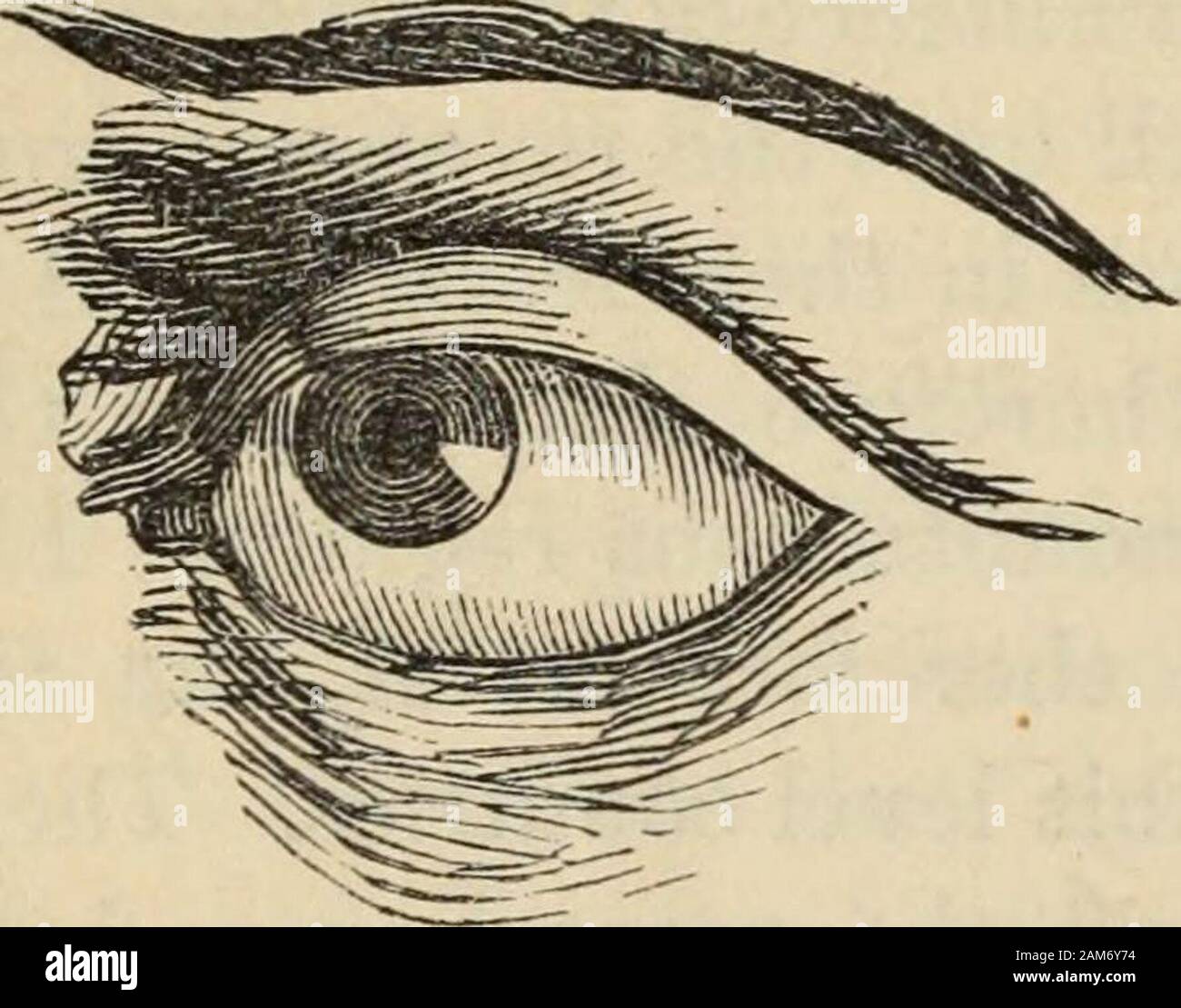 New Physiognomy : or signs of character, as manifested through ...