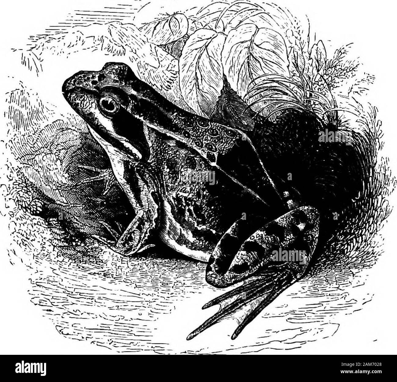 The frog: an introduction to anatomy, histology, and embryology ...