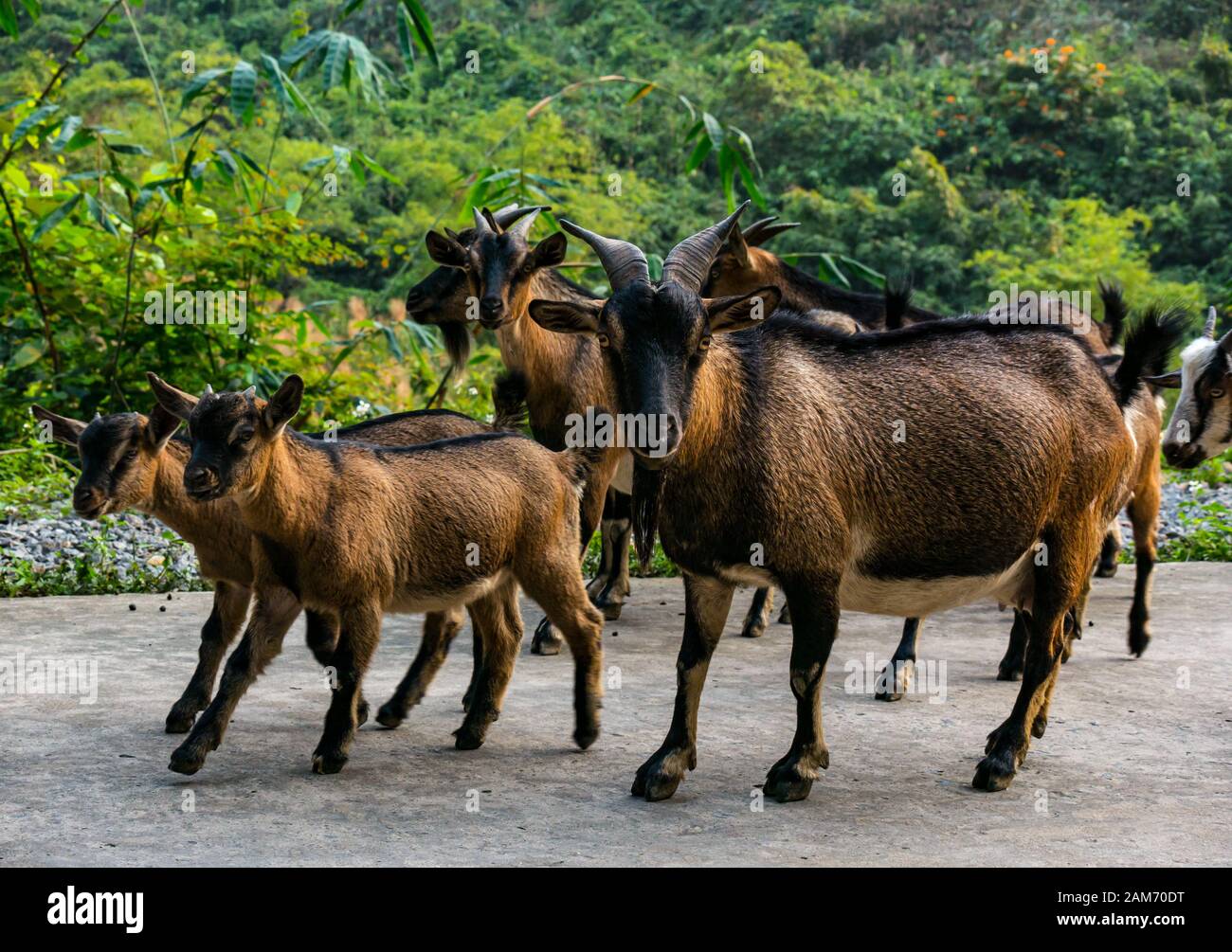 Semi-feral wild herd of goats with young kid goats on road looking, Tam ...