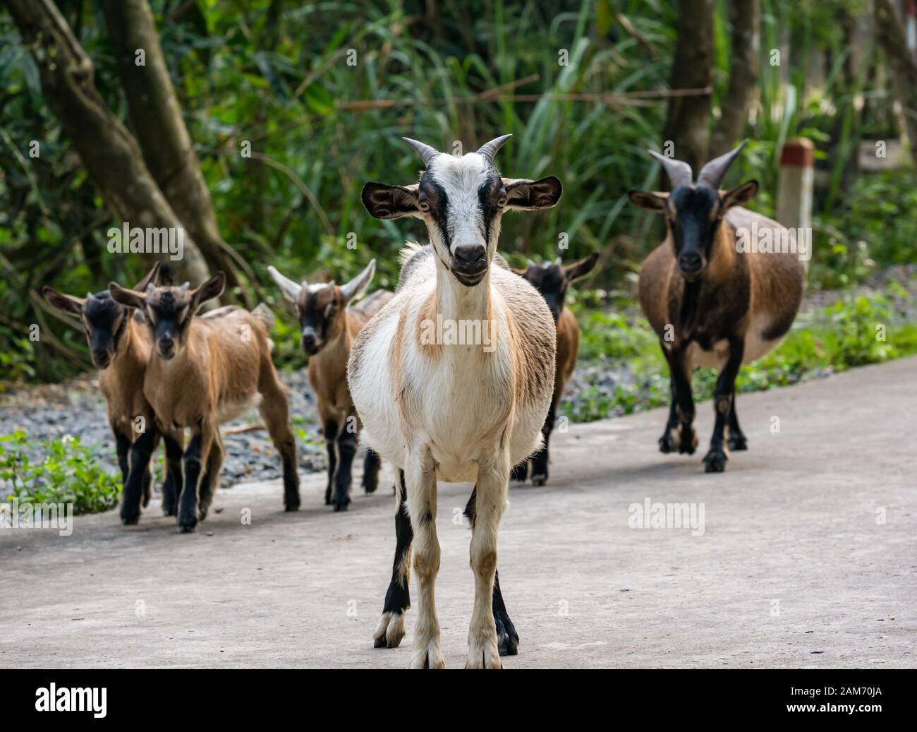 Group of goats hi-res stock photography and images - Alamy