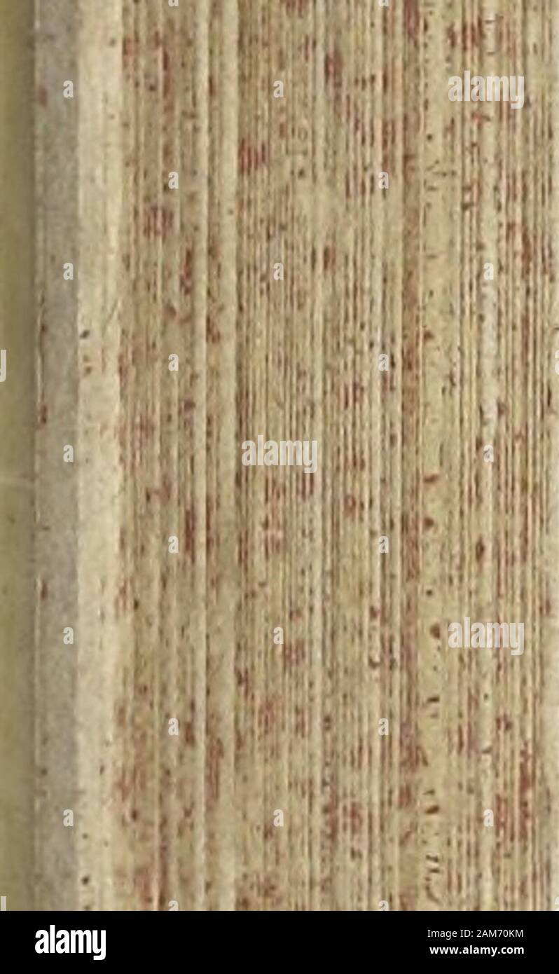 Datur hi-res stock photography and images - Alamy