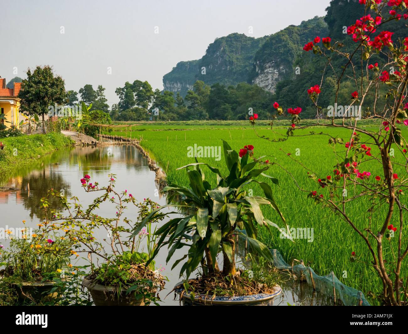 Rice paddy flower hi-res stock photography and images - Alamy
