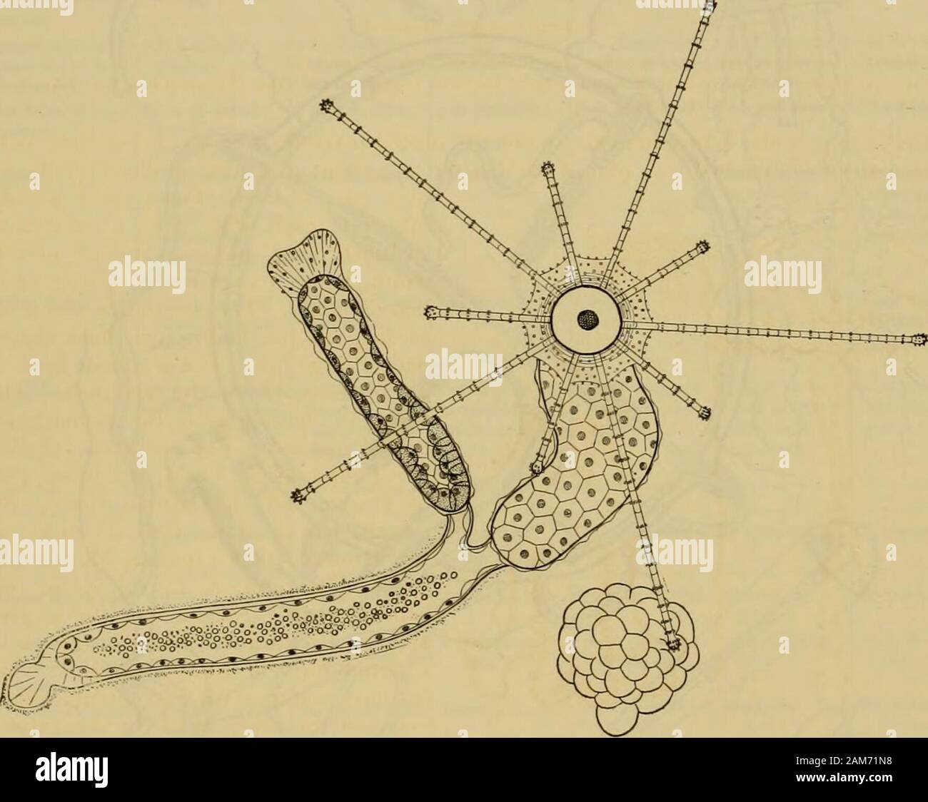 Medusae of the world . arrow end 298 MEDUSA OF THE WORLD. of the pear ...