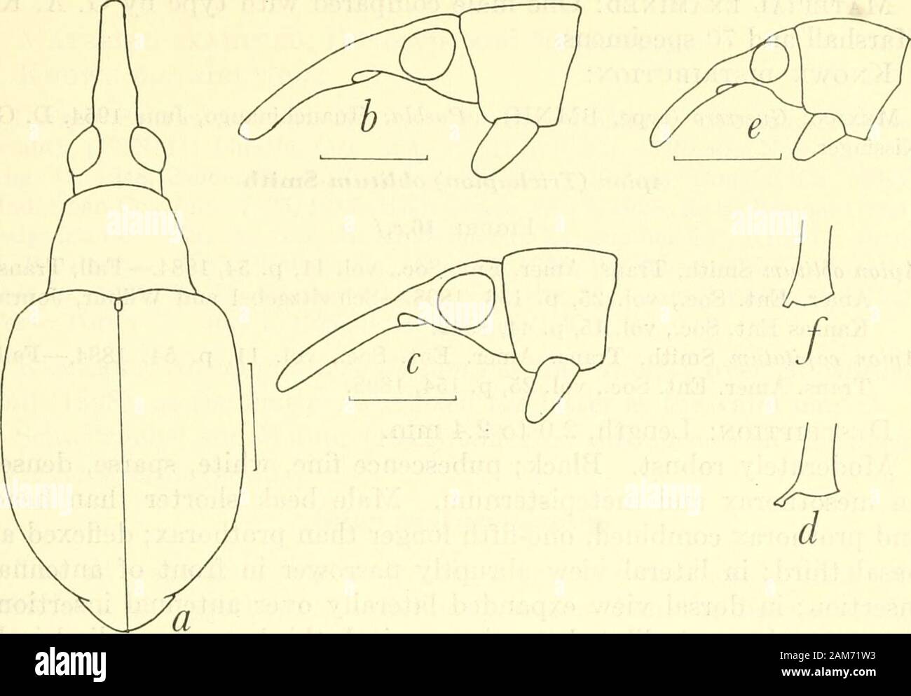 Apex attenuate hi-res stock photography and images - Alamy