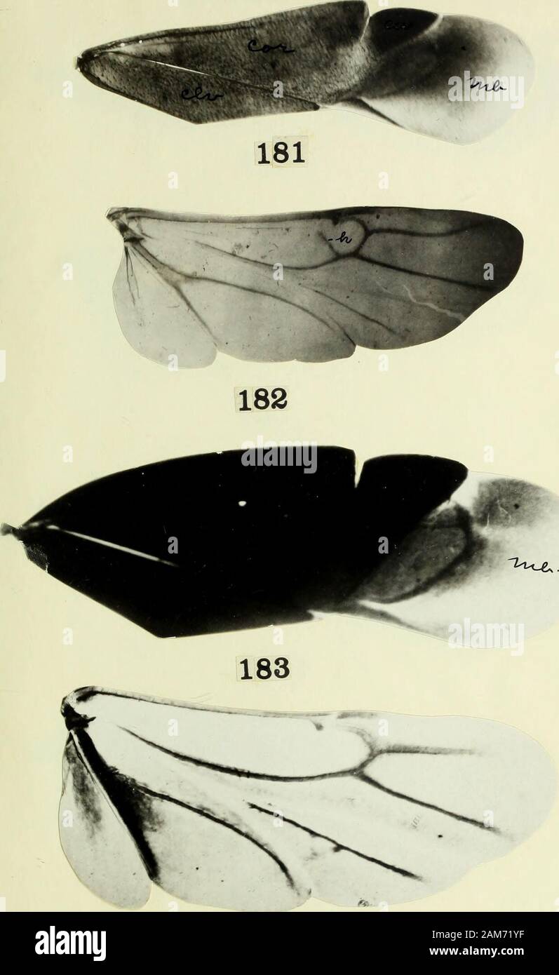 The external anatomy of the Capsidae . 180 Explanation of Plate XIV*Fig ...