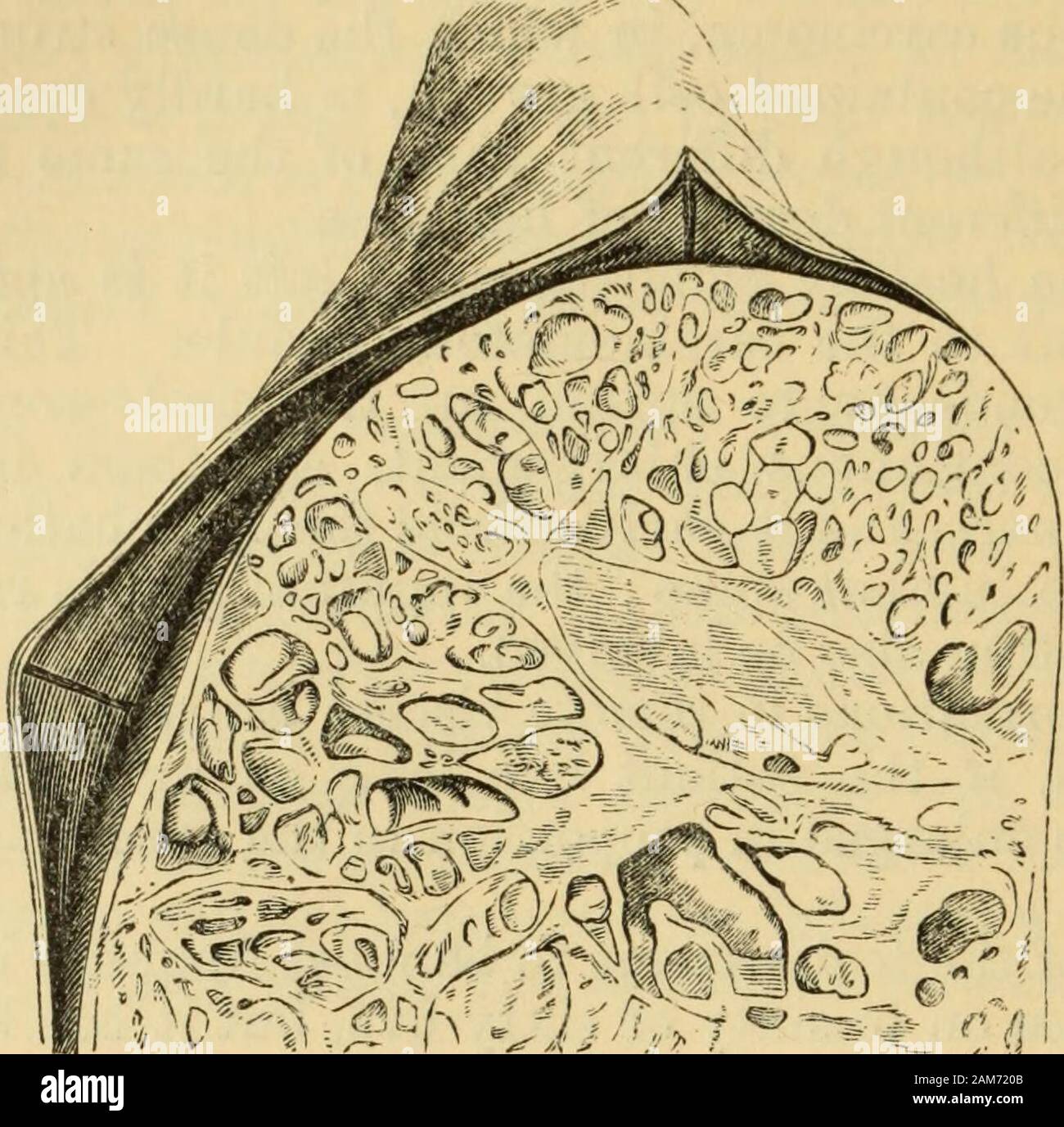 Manual of pathological anatomy . fersmaterially from it in its ...