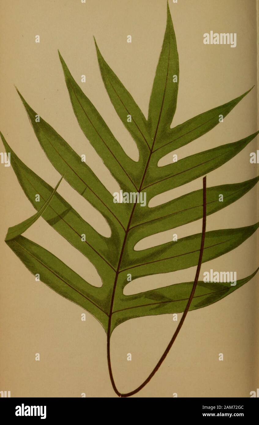 Pinnate to tripinnate fronds hi-res stock photography and images - Alamy