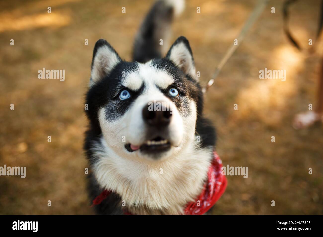 Portrait of gorgeous dog breeds husky in summer day Stock Photo - Alamy