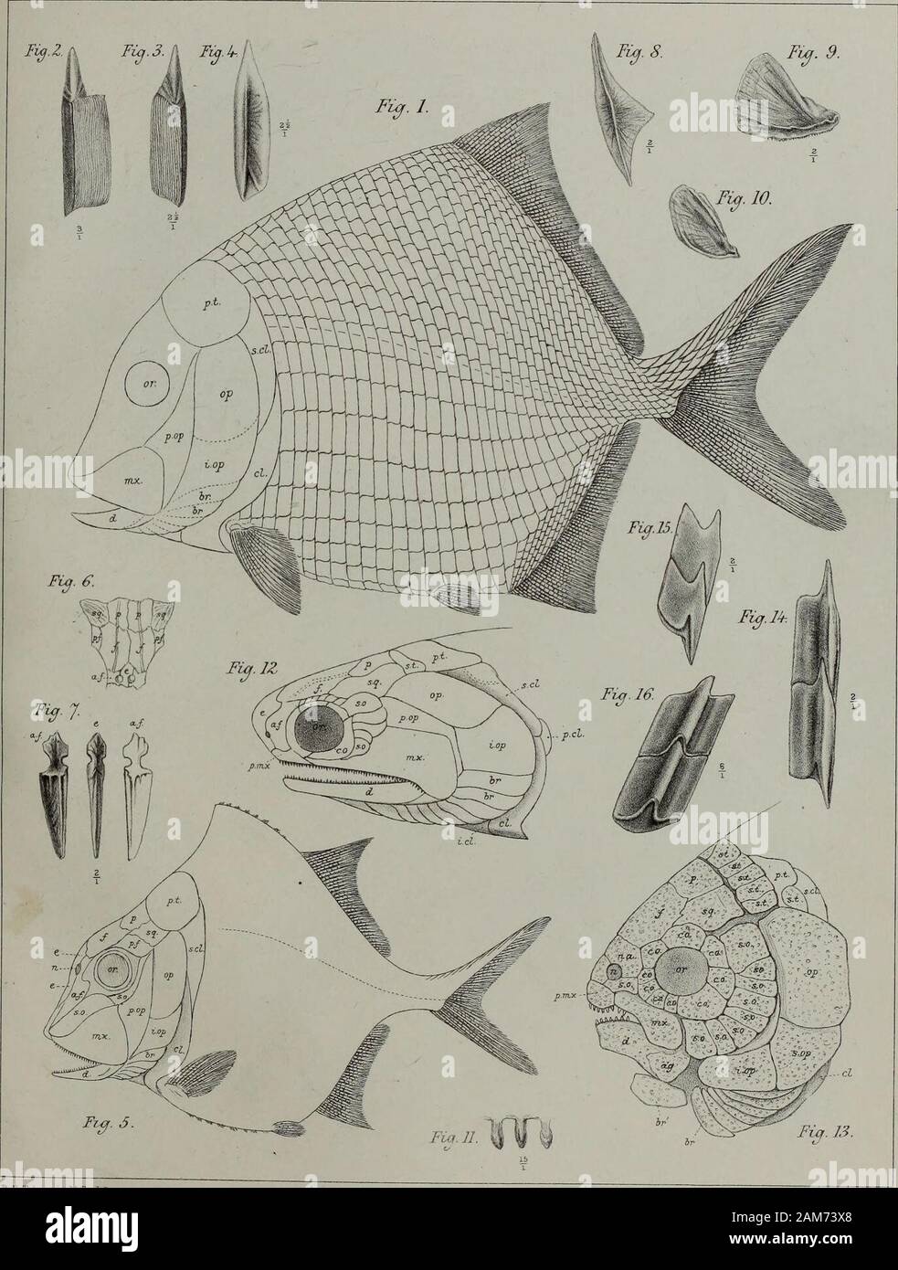 Gyrodus hi-res stock photography and images - Alamy