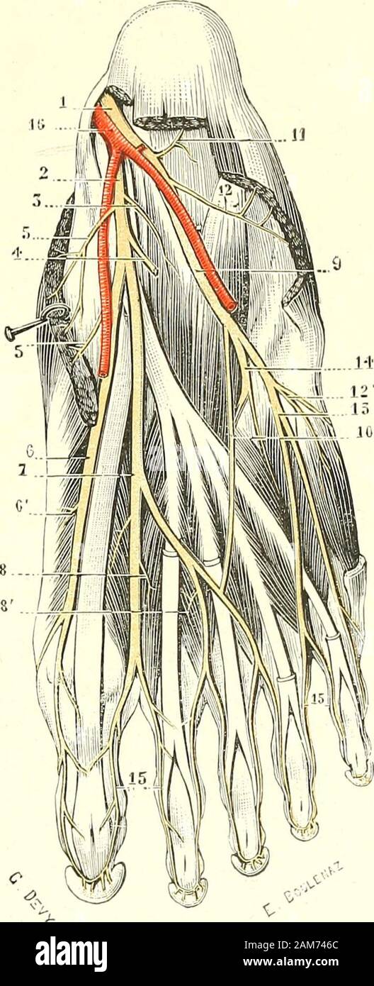 Longe côte hi-res stock photography and images - Alamy
