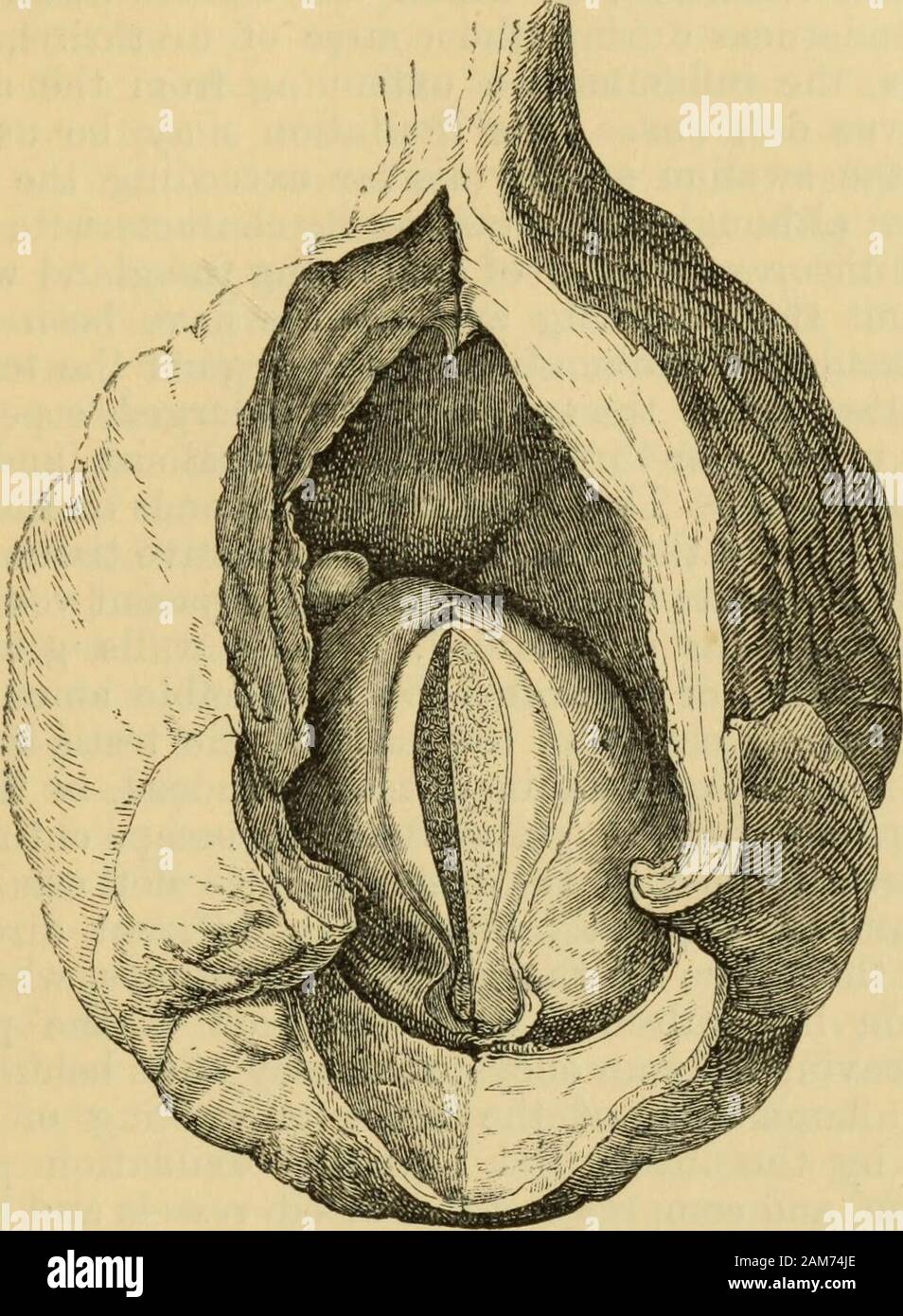 Grumous hi-res stock photography and images - Alamy