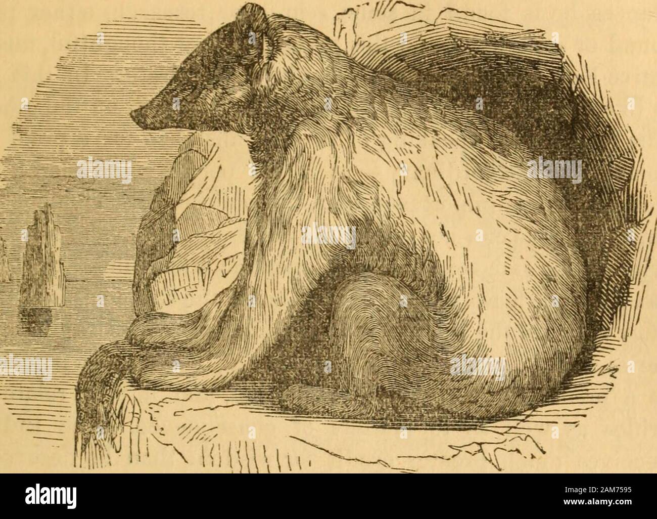 Comparative physiognomy; or, Resemblances between men and animals ...