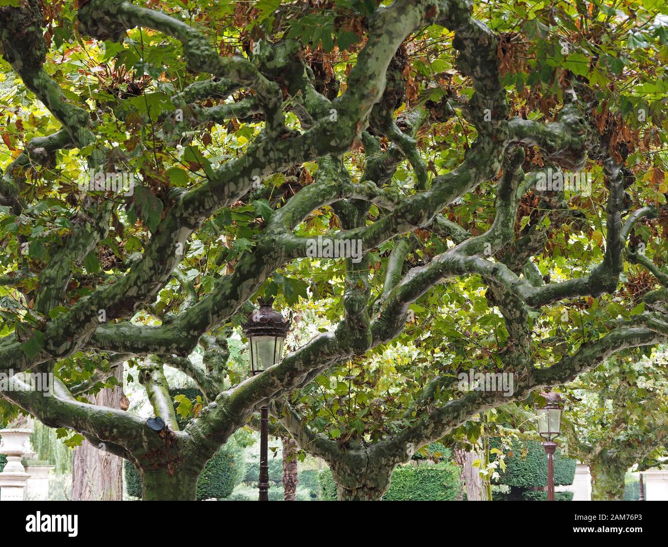 Variegated tree leaf pattern hi-res stock photography and images - Alamy