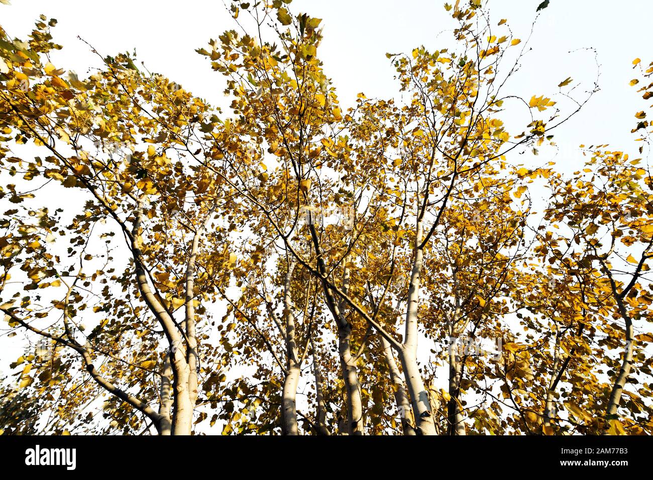 Maple tree isolated on a whiteb ackground Stock Photo - Alamy