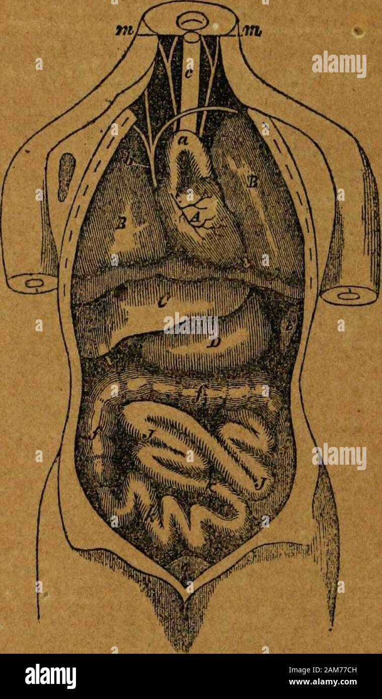 The male generative organs in health and disease, from infancy to old ...