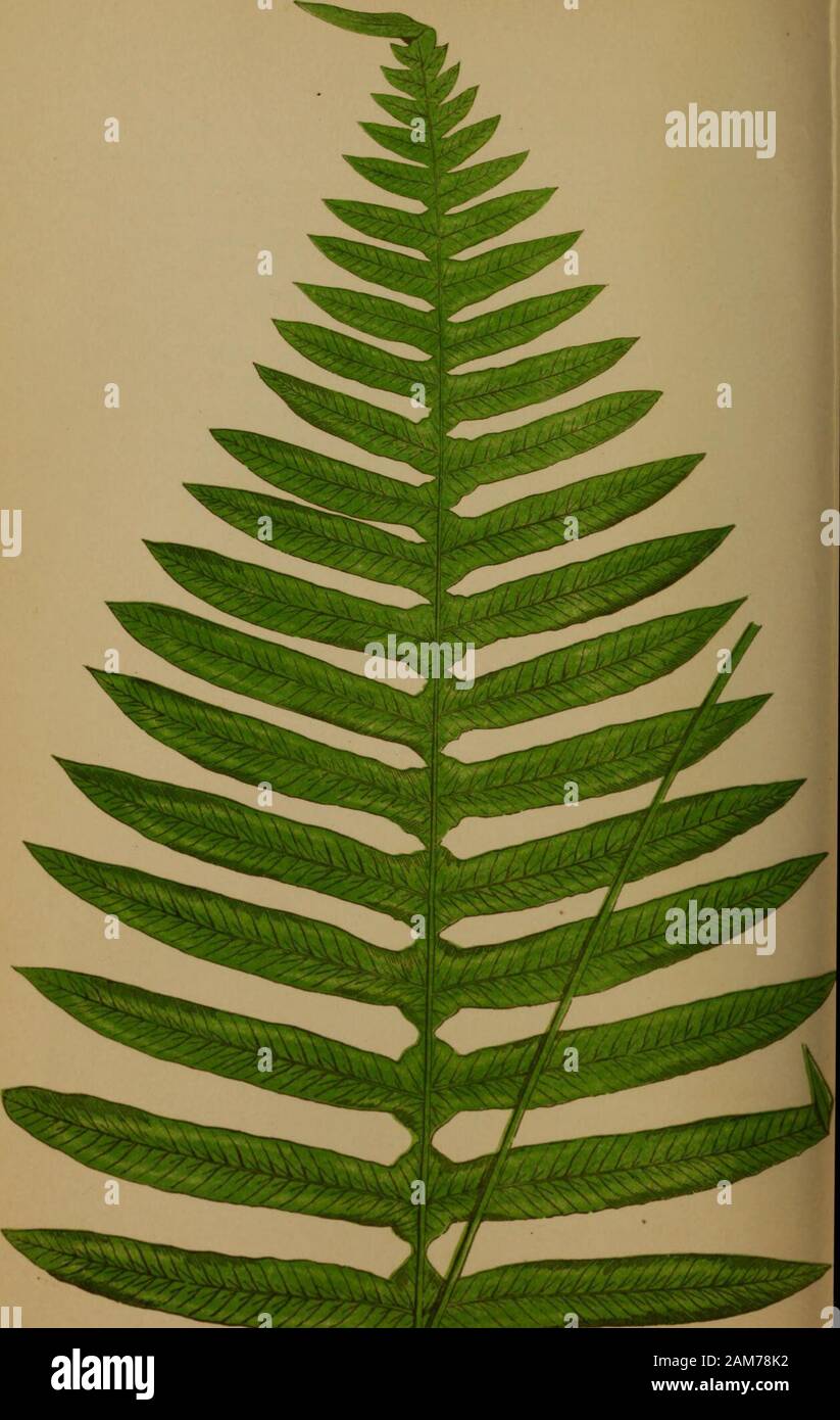 Ferns: British and exotic.. . An. evergreen greenhouse species. Native ...