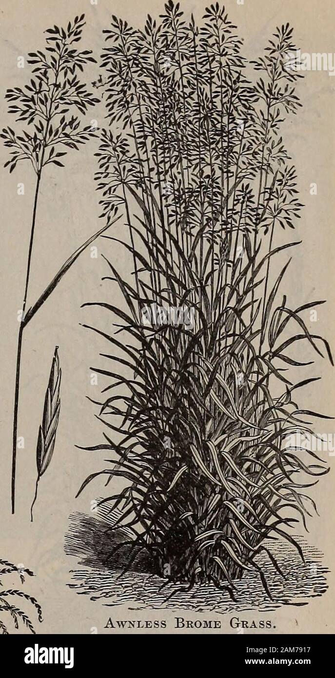 Creeping fescue grass hi-res stock photography and images - Alamy