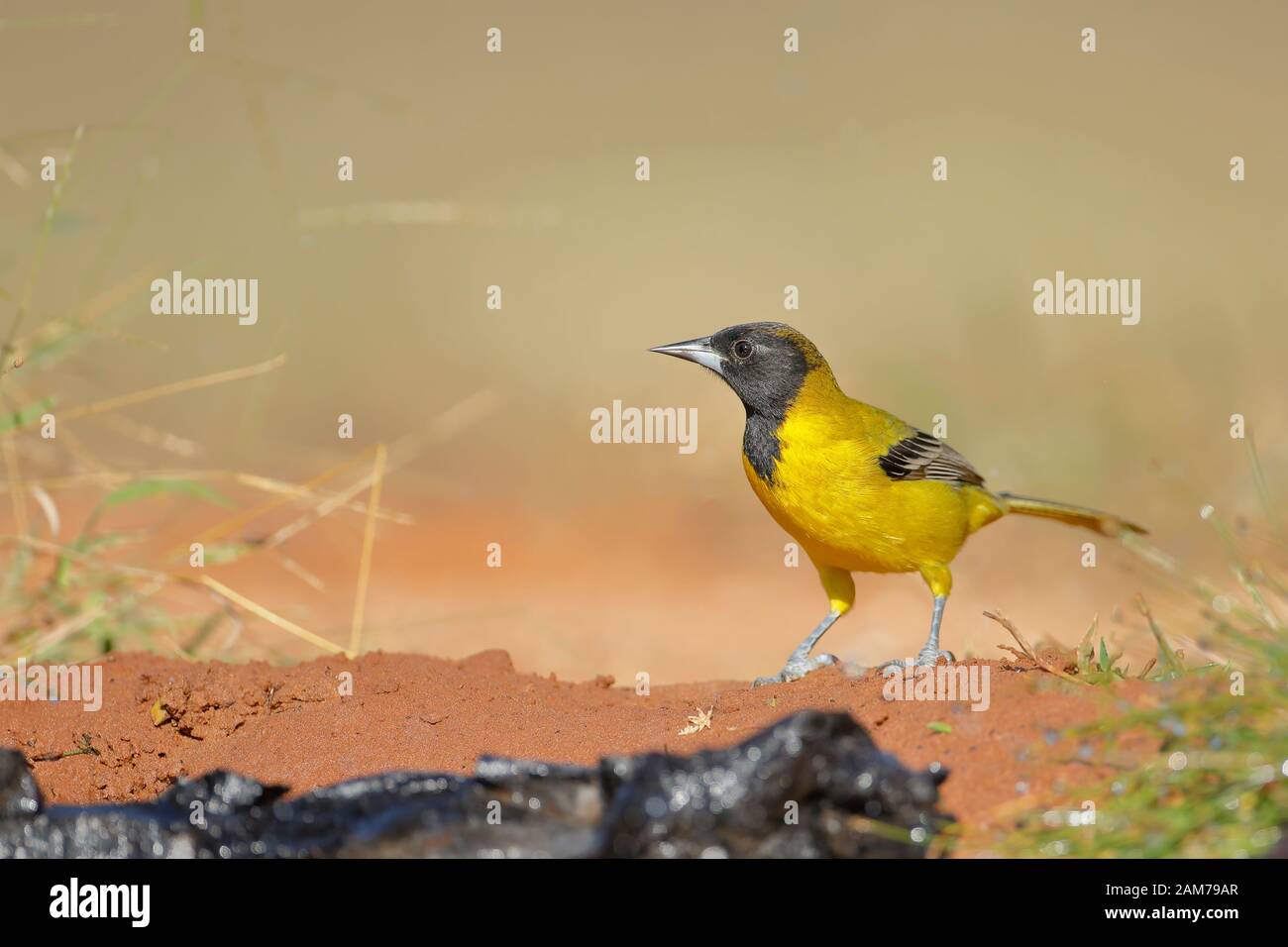 Audubon's Oriole (Icterus graduacauda) in south Texas, USA Stock Photo ...