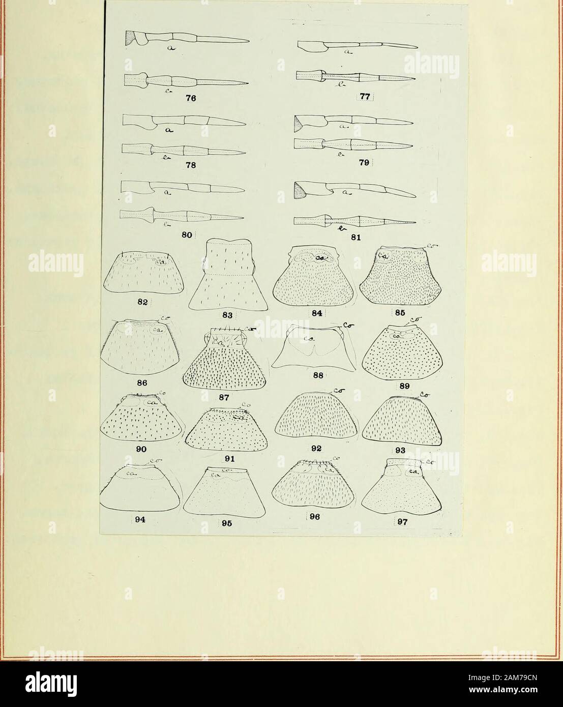 The external anatomy of the Capsidae . Chlamydatus associatus(Uhl ...