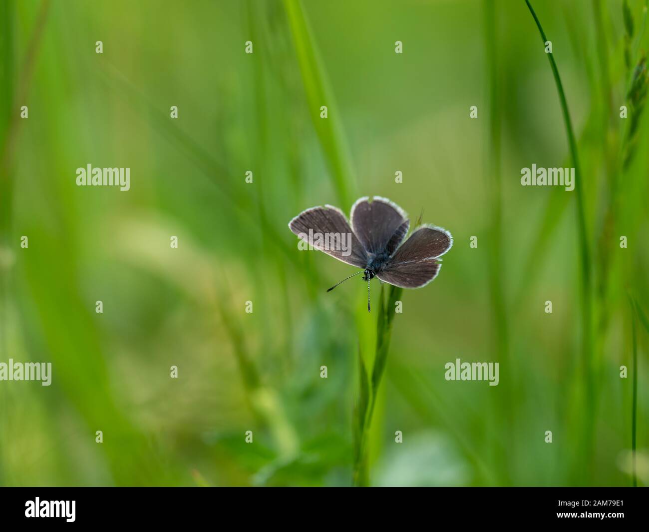 Small blue butterflies ( Cupido minimus Stock Photo - Alamy